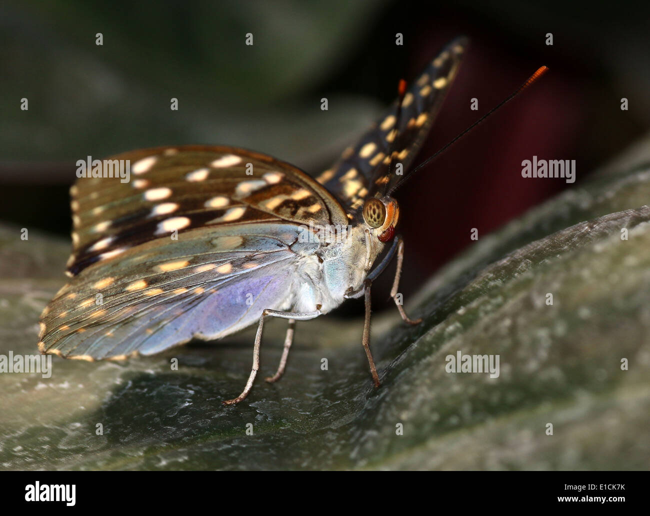 Female Common Archduke butterfly (Lexias pardalis Stock Photo - Alamy