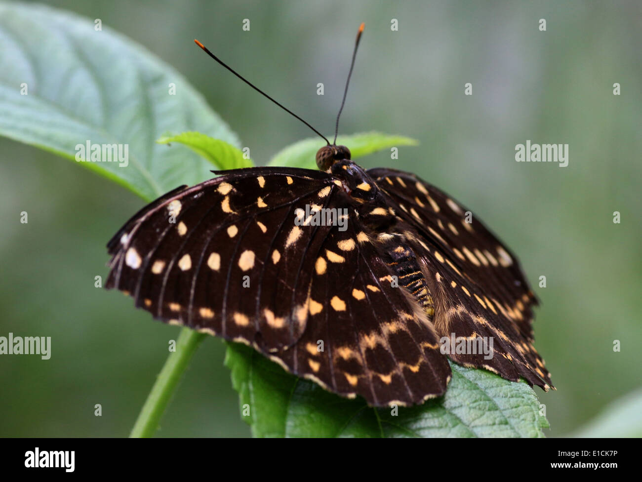 Female Common Archduke butterfly (Lexias pardalis Stock Photo - Alamy