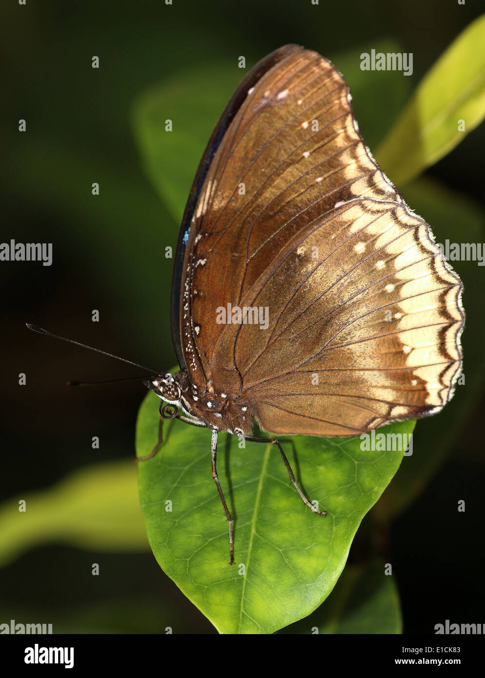 The Male Great common eggfly butterfly (Hypolimnas bolina), wings ...