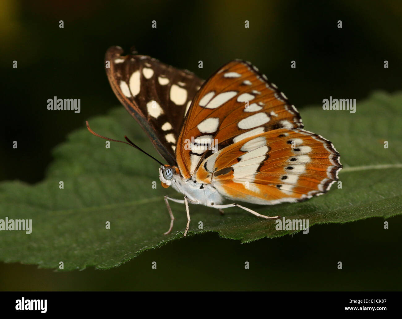 Common Sergeant Butterfly (Athyma perius Stock Photo - Alamy
