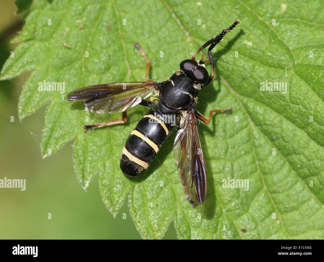 A dark wasp-mimicking European hoverfly (Temnostoma Bombylans Stock ...