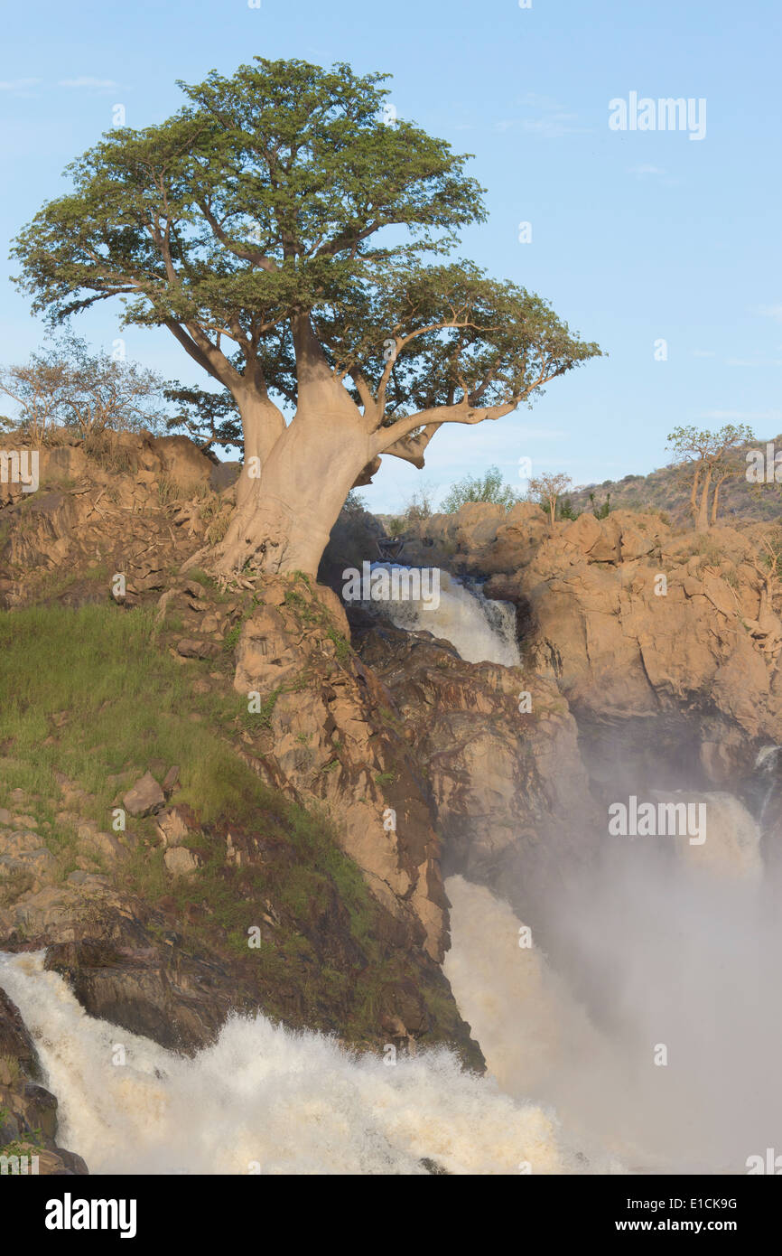 Boabab tree by Epupa waterfalls Stock Photo - Alamy