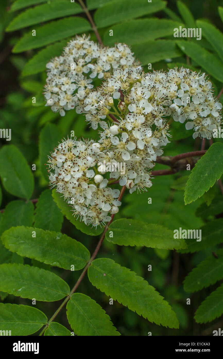 Leaves and flowers of Mountain Ash / Rowan / Sorbus aucuparia the ...