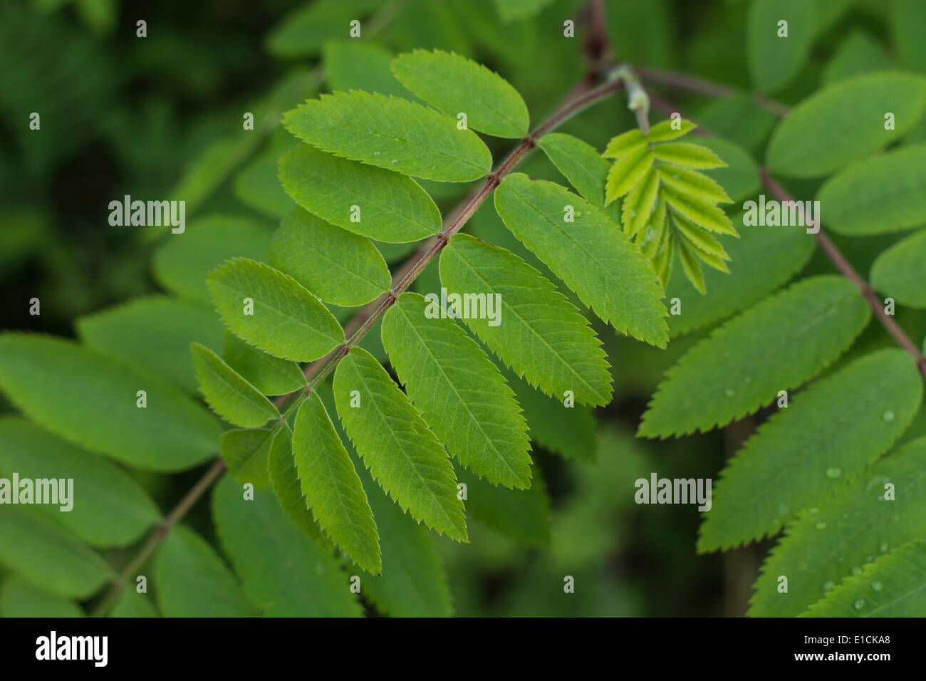 Leaves of Mountain Ash / Rowan / Sorbus aucuparia the berries of which ...
