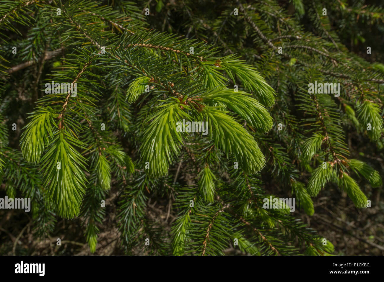 Agroforestry uk hi-res stock photography and images - Alamy