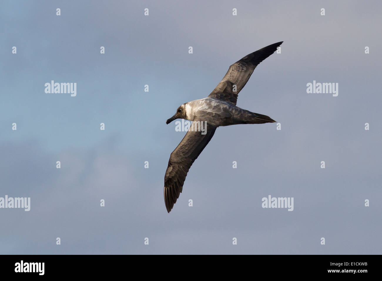 Light-mantled Sooty albatross flying against the blue sky Stock Photo ...