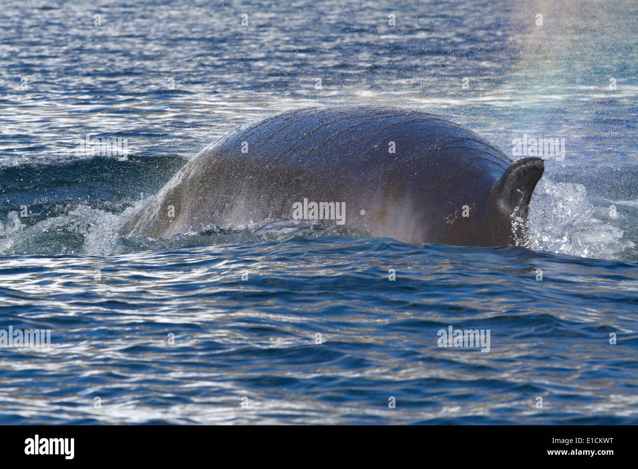 Minke whale back surfaced ocean in the Antarctic Peninsula Stock Photo ...
