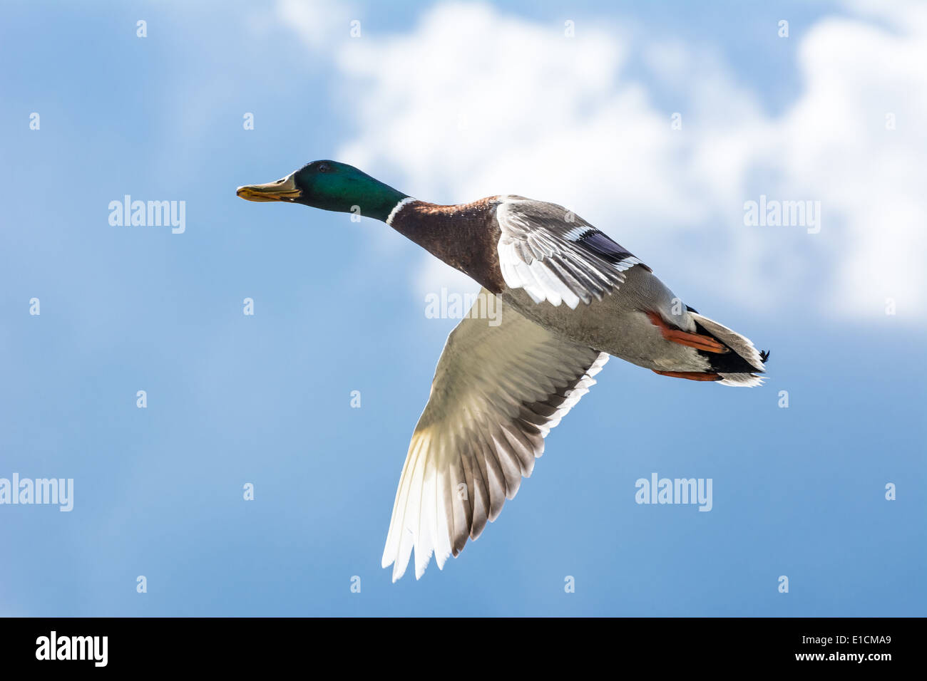 Duck flying hi-res stock photography and images - Alamy