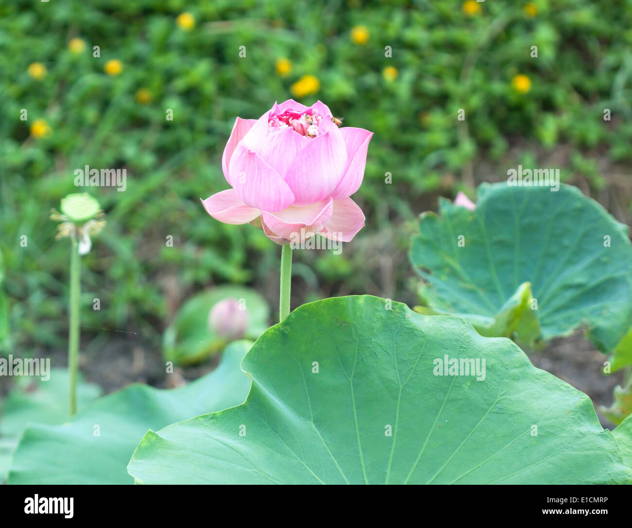 image of a lotus flower on the water Stock Photo - Alamy