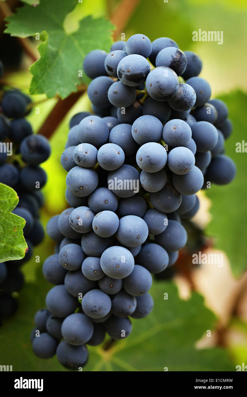 Big grapes hi-res stock photography and images - Alamy
