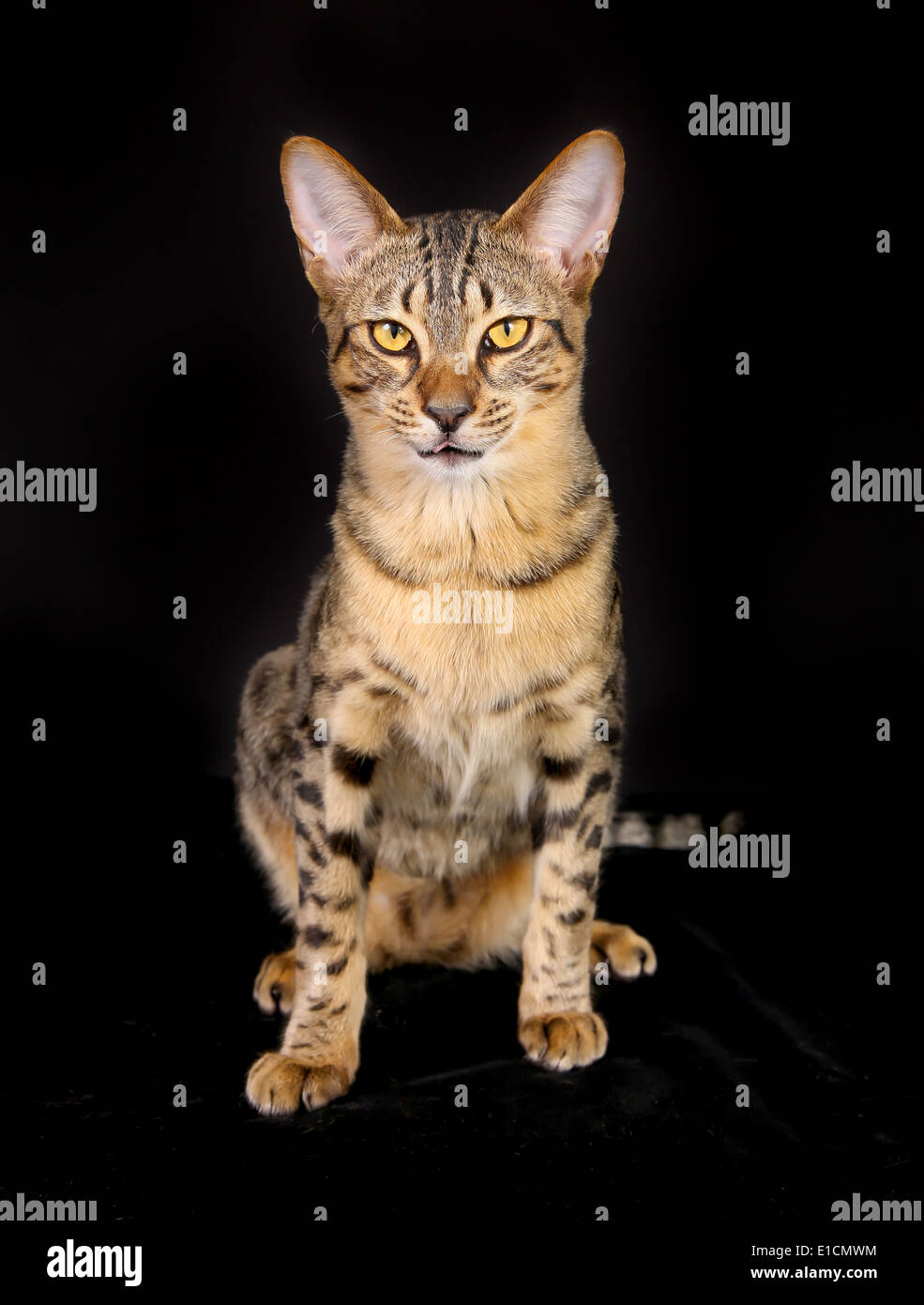 Shot of purebred domestic cat on black background Stock Photo - Alamy