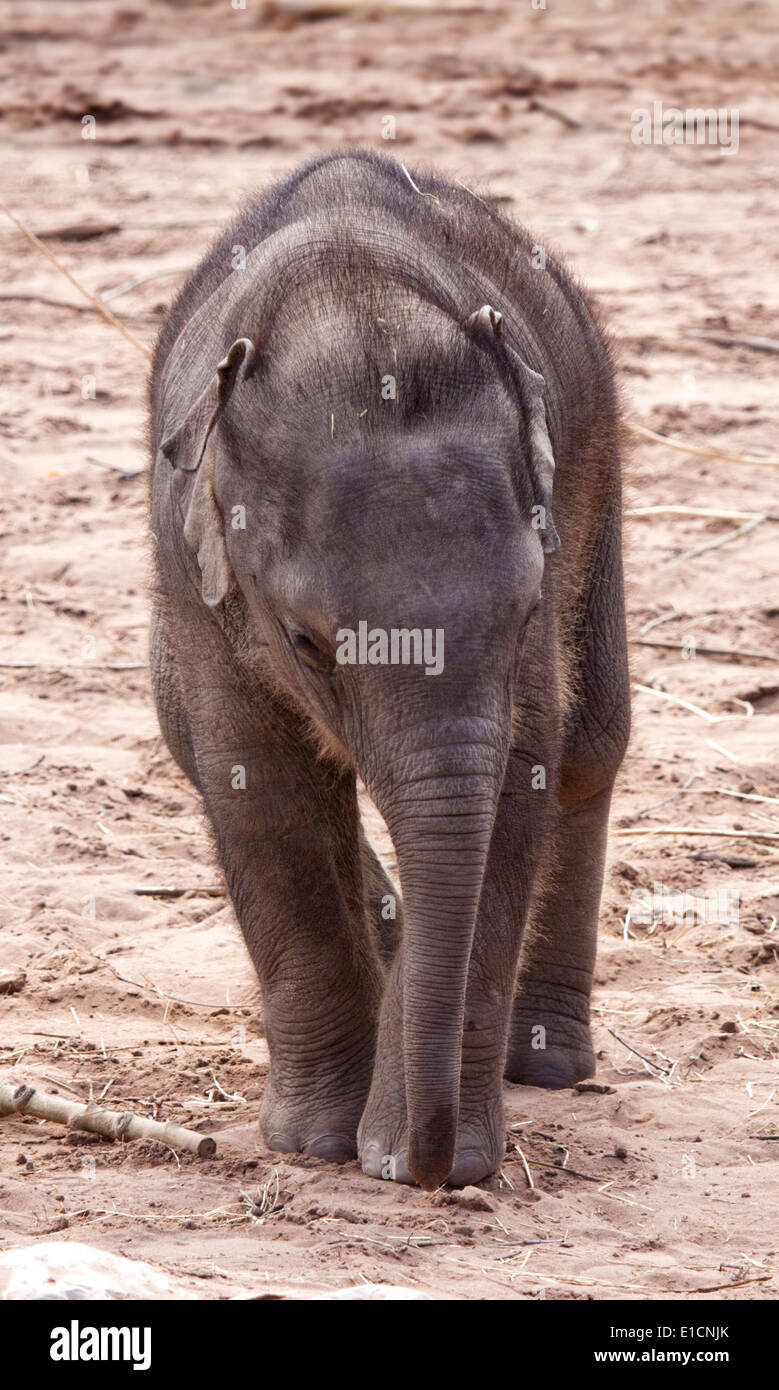 Asian Elephant (elephas maximus) calf Stock Photo - Alamy