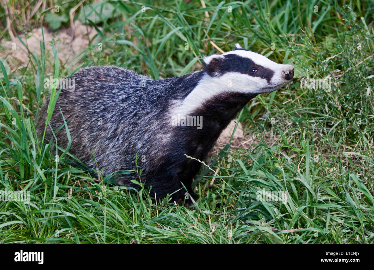 European Badger (Meles meles), UK Stock Photo - Alamy