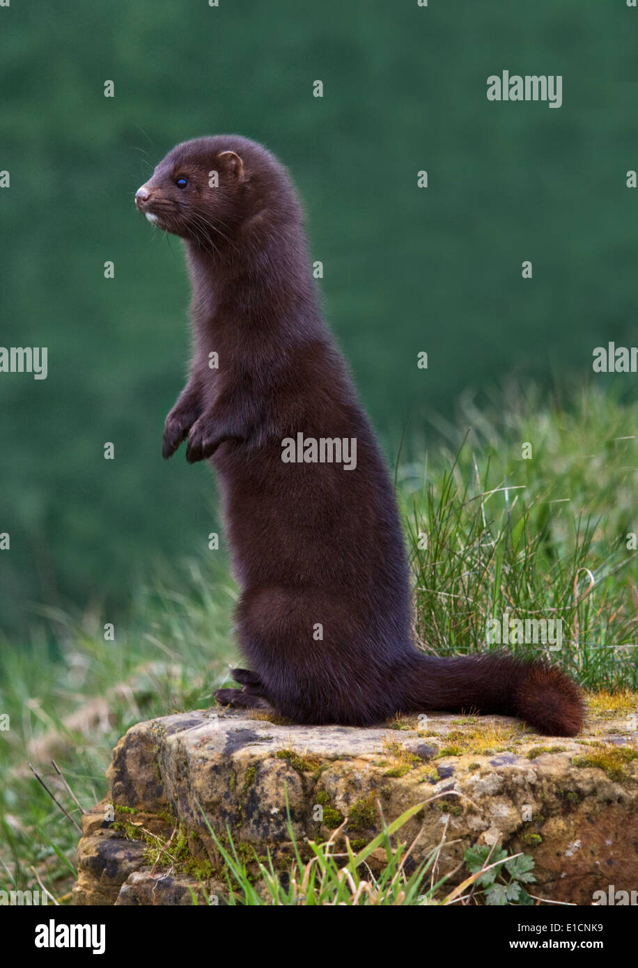 American Mink (neovison vison Stock Photo - Alamy