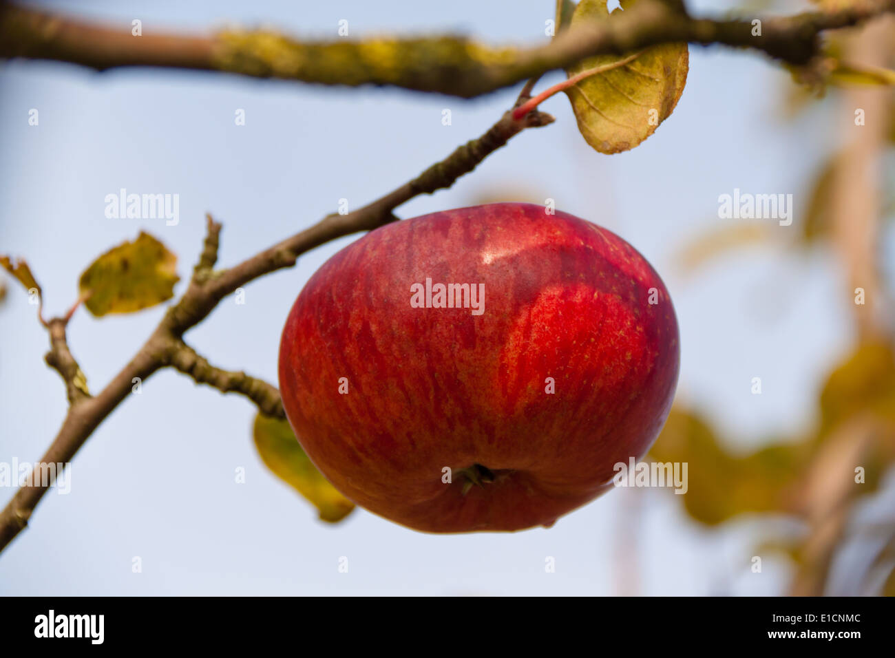 Many red apples on tree in autumn. Branch of an apple tree Stock Photo ...