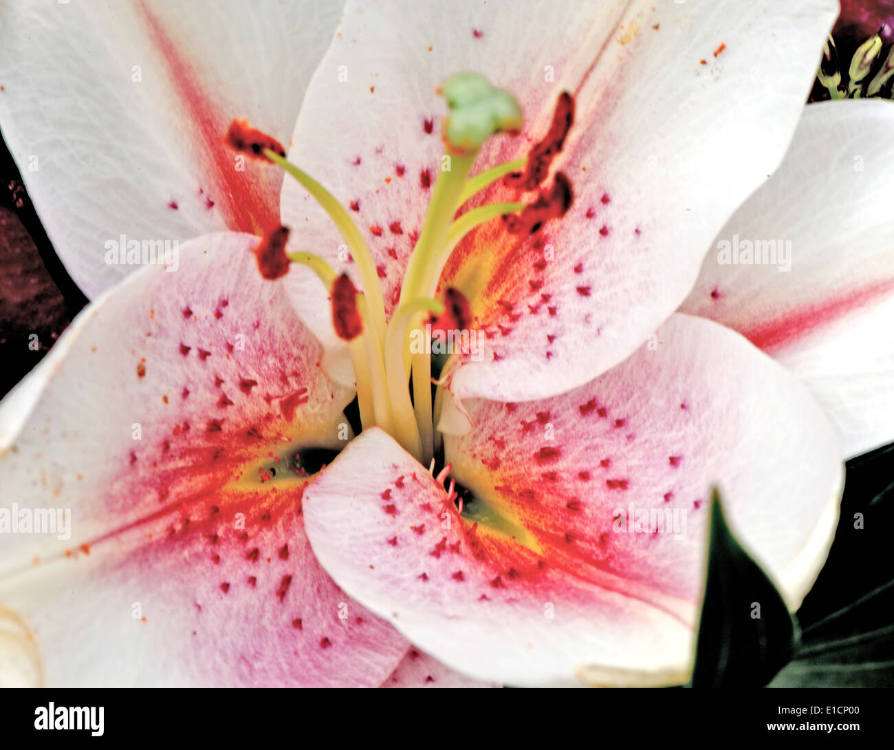 Orchid family orchidaceae hi-res stock photography and images - Alamy