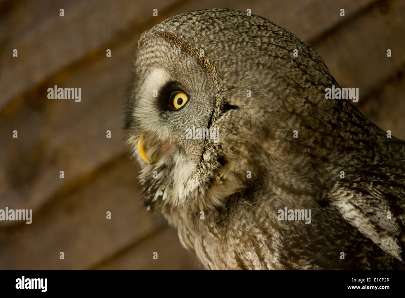 side view of owl face looking away Stock Photo - Alamy