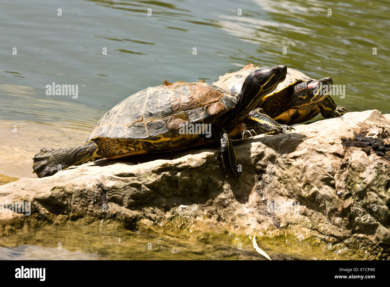 2 turtles sun bathing on a rock Stock Photo - Alamy