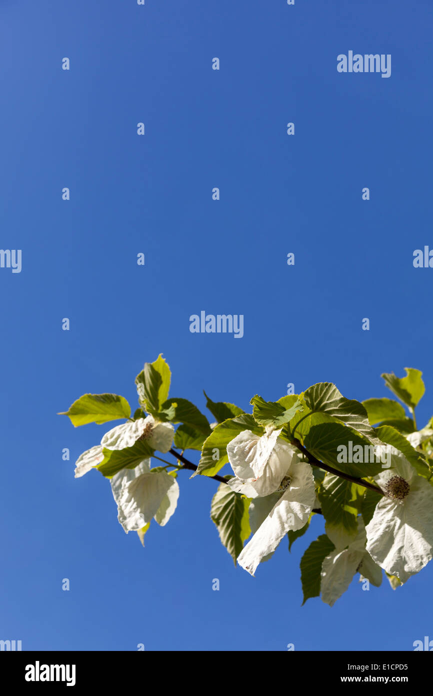 Pocket handkerchief tree hi-res stock photography and images - Alamy