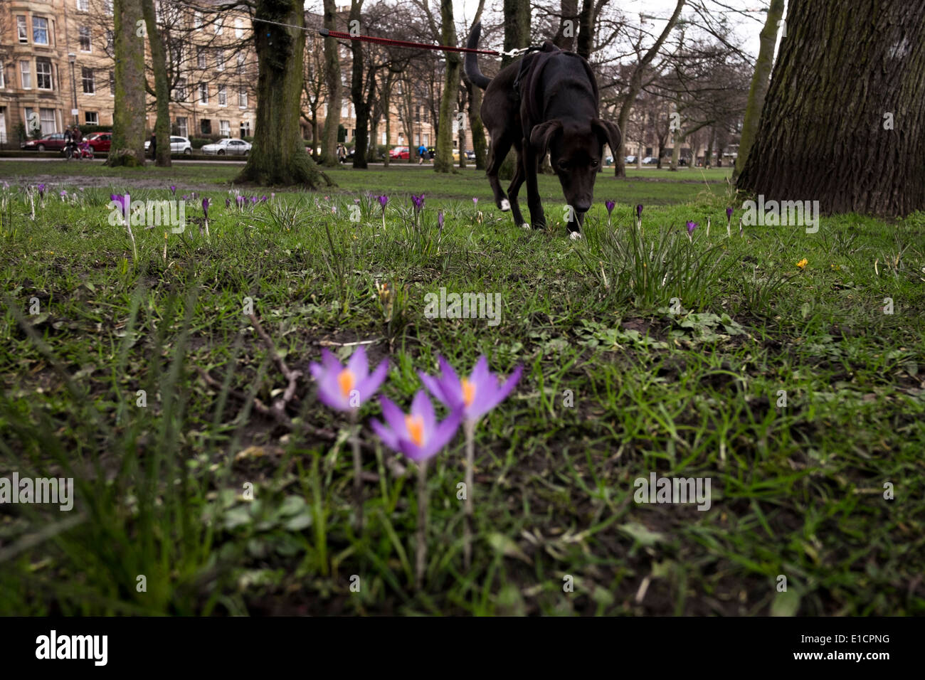 Meadows park in Edinburgh, Scotland Stock Photo - Alamy