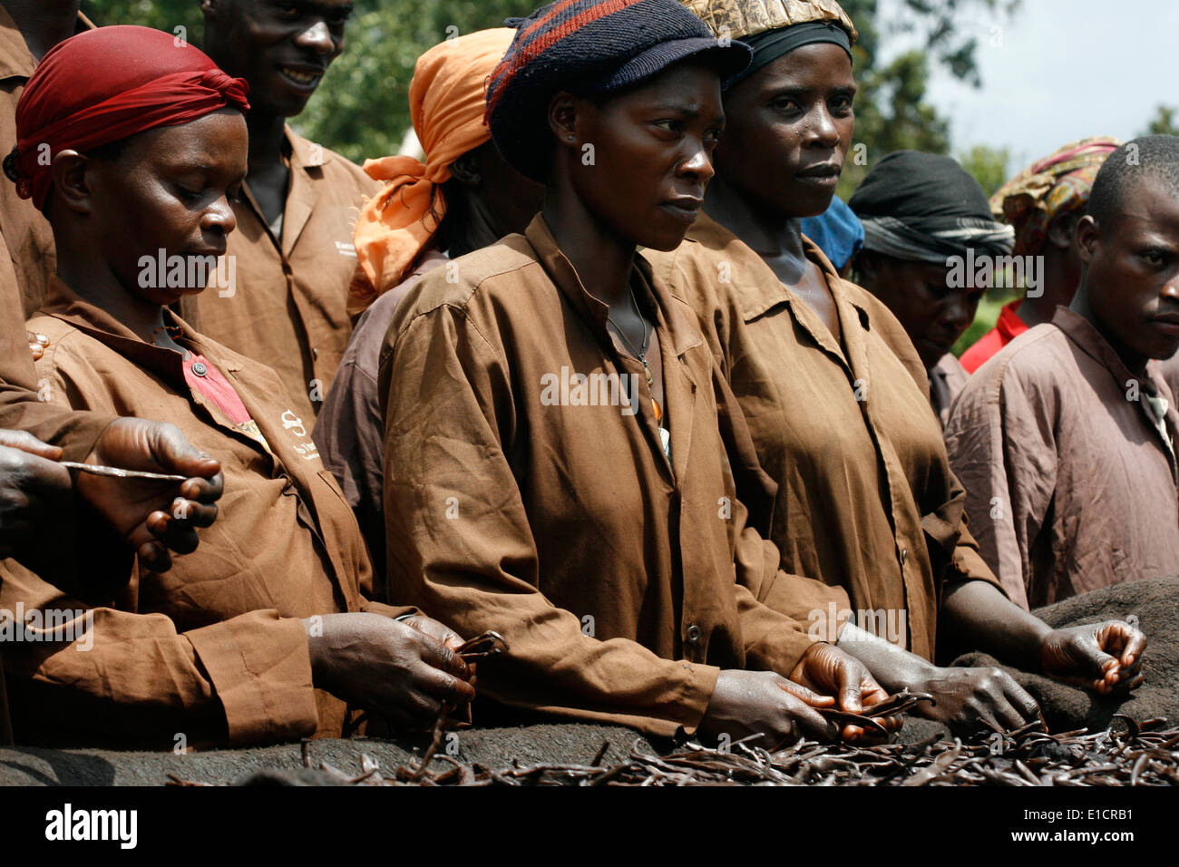 Workers sorting vanilla beans on a processing table in Uganda Stock ...