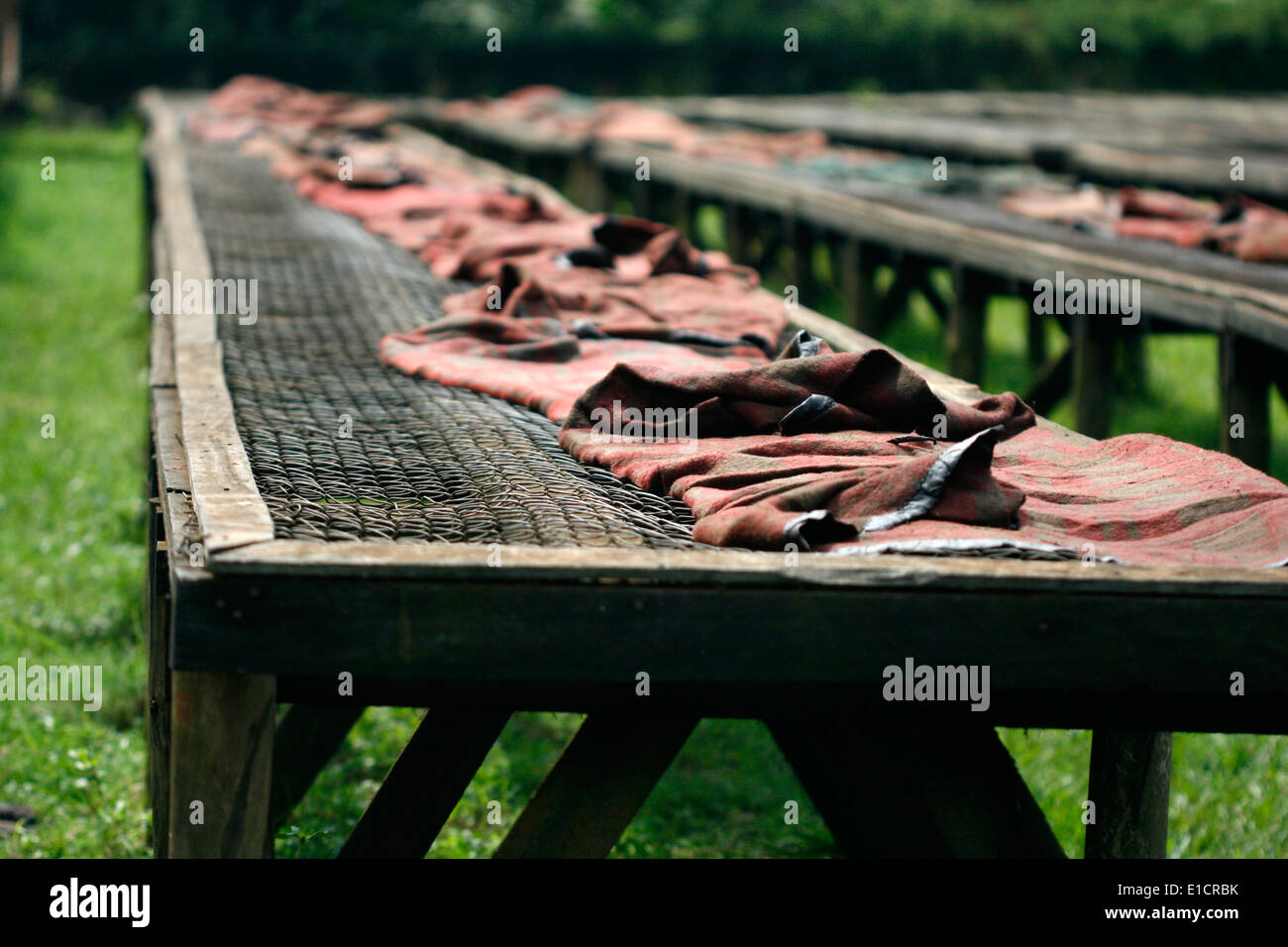 Vanilla beans wrapped in blankets on processing tables as part of their ...