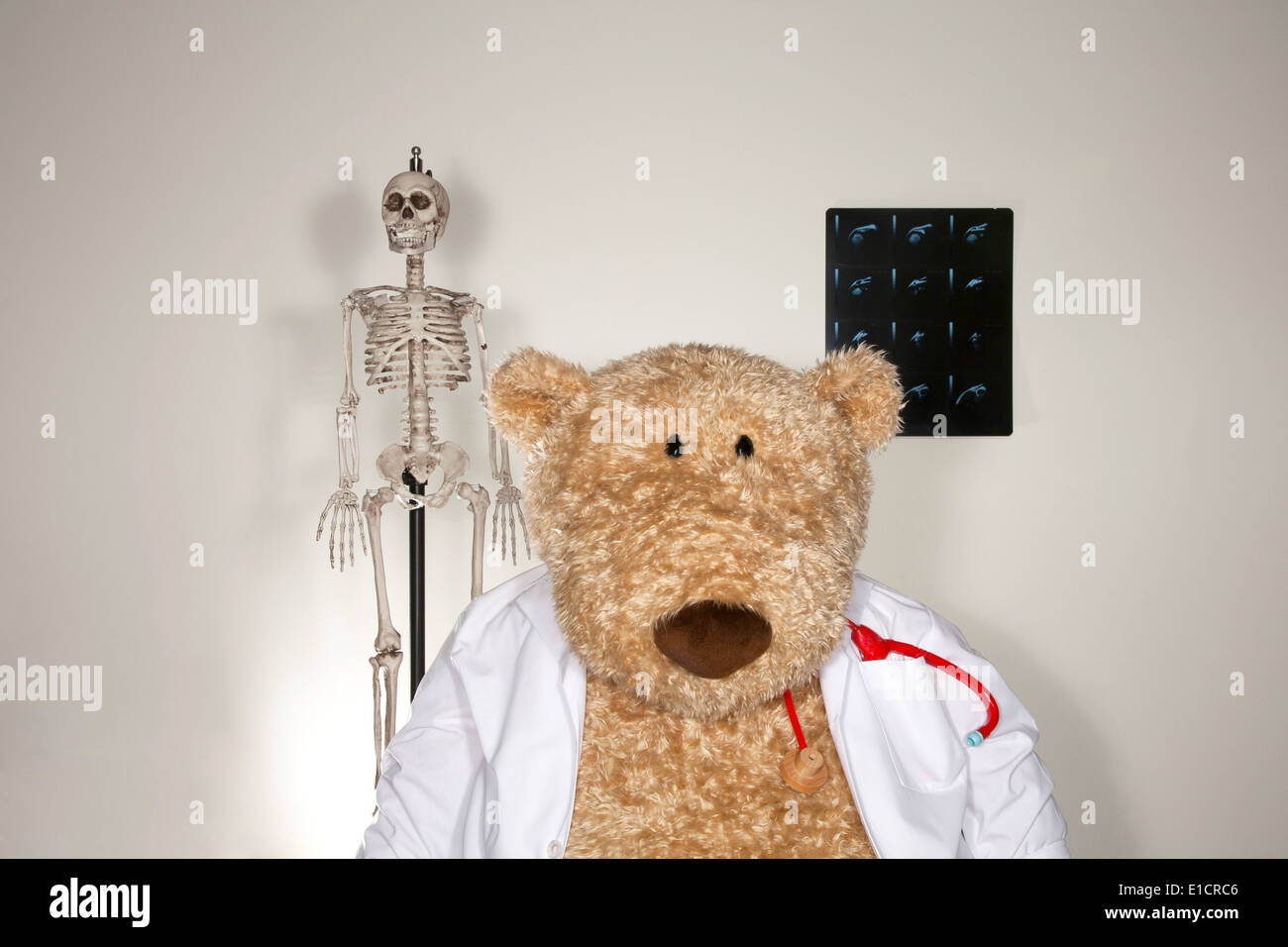 Oversized teddy bear dressed in a lab coat with a stethoscope, human ...