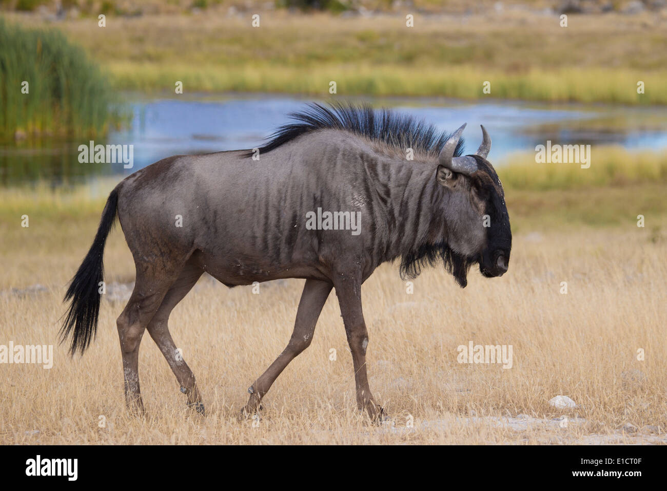 Side view of a Common Wildebeest Stock Photo - Alamy