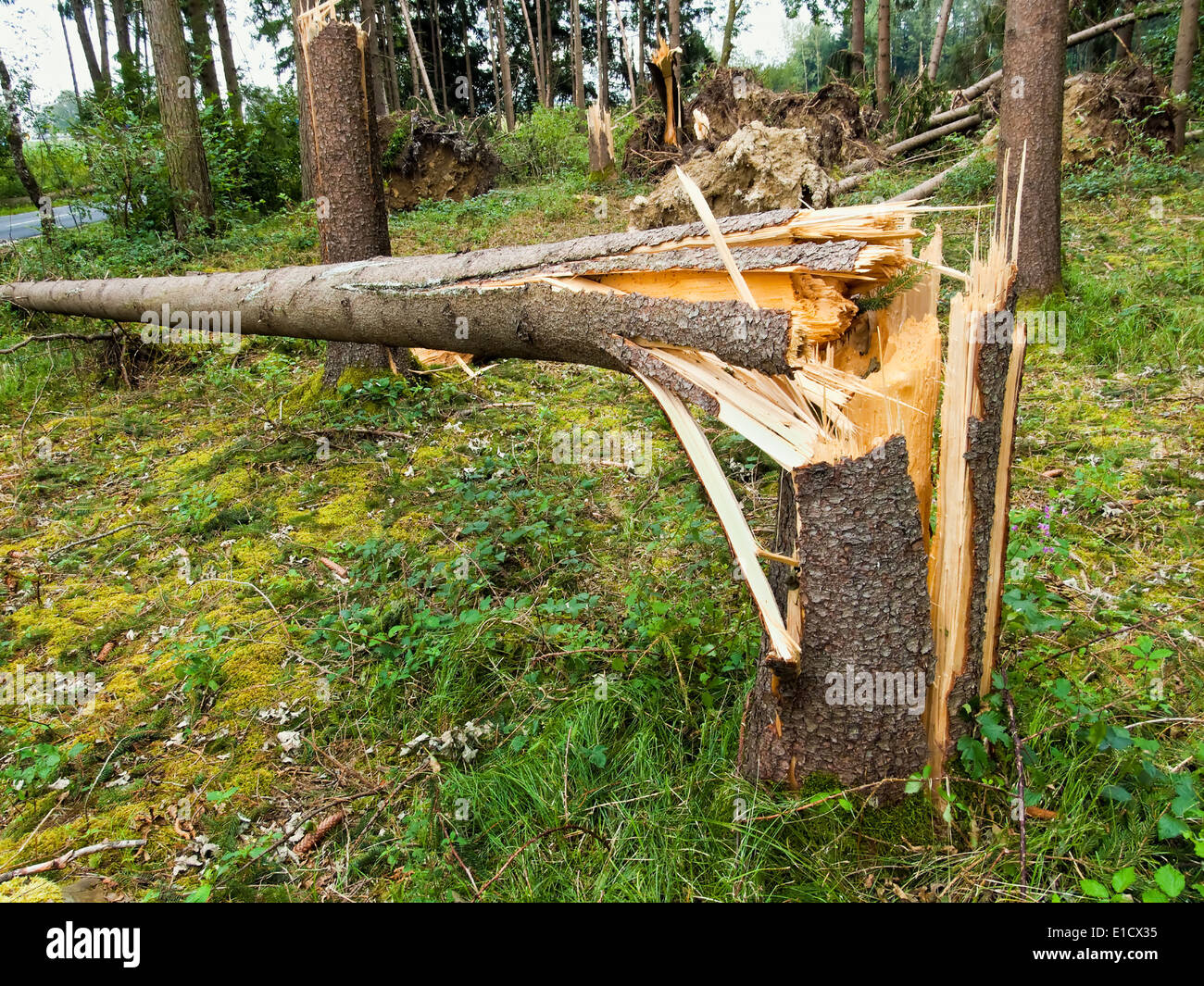 Hurricane damage plants trees hi-res stock photography and images - Alamy