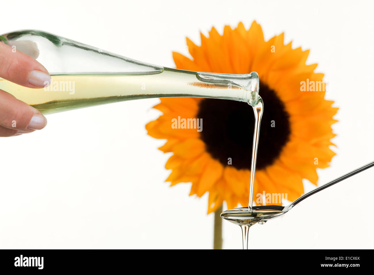 Light cooking oil from sunflower seeds with flower. Isolated against a ...