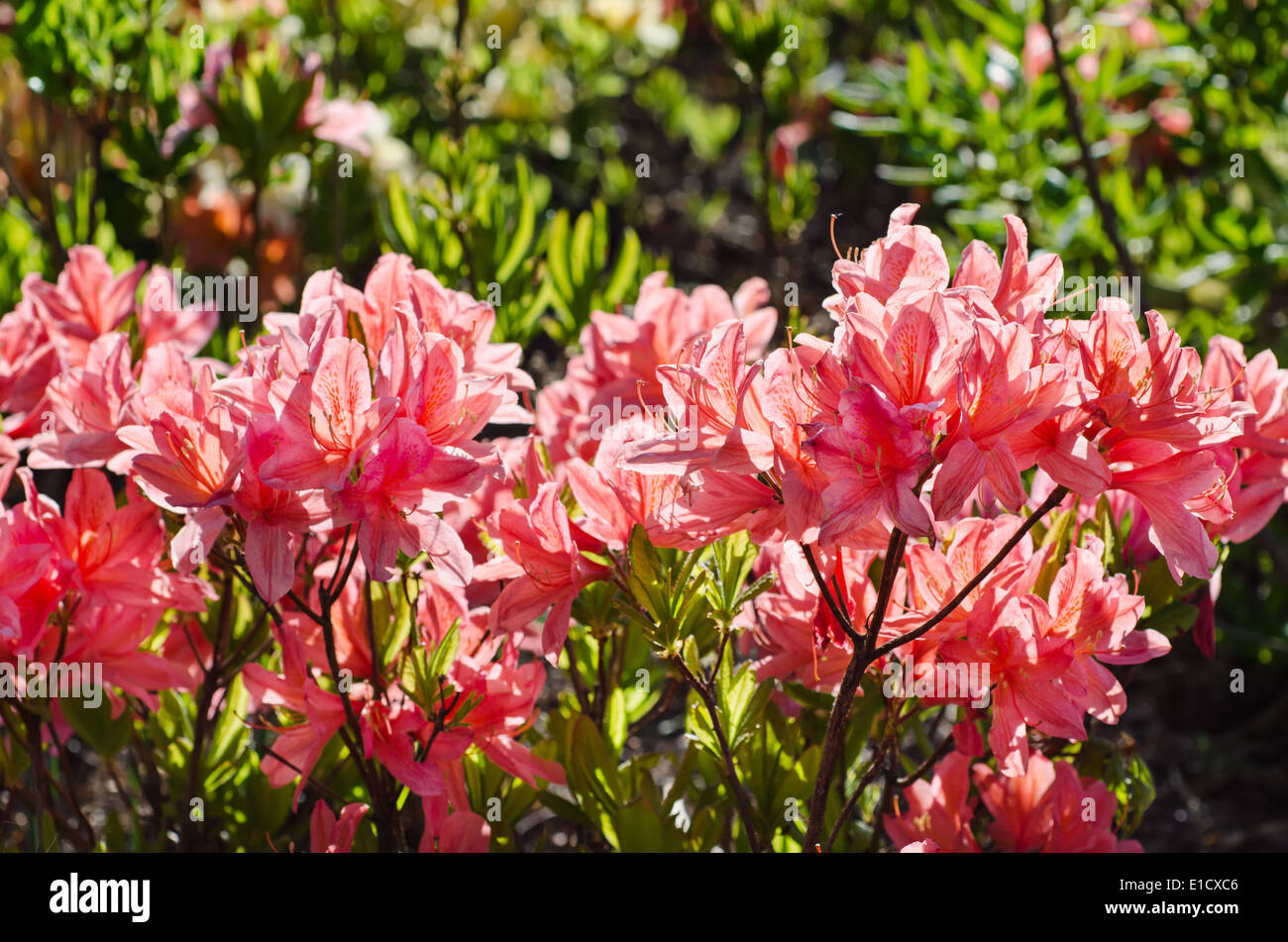 Rhododendrons and azaleas in the garden Stock Photo - Alamy