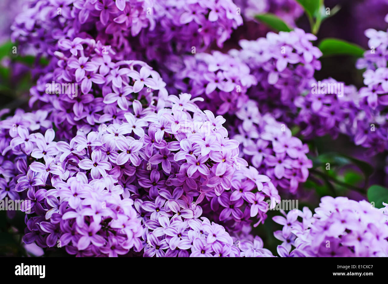 Lilac flowers background Stock Photo - Alamy