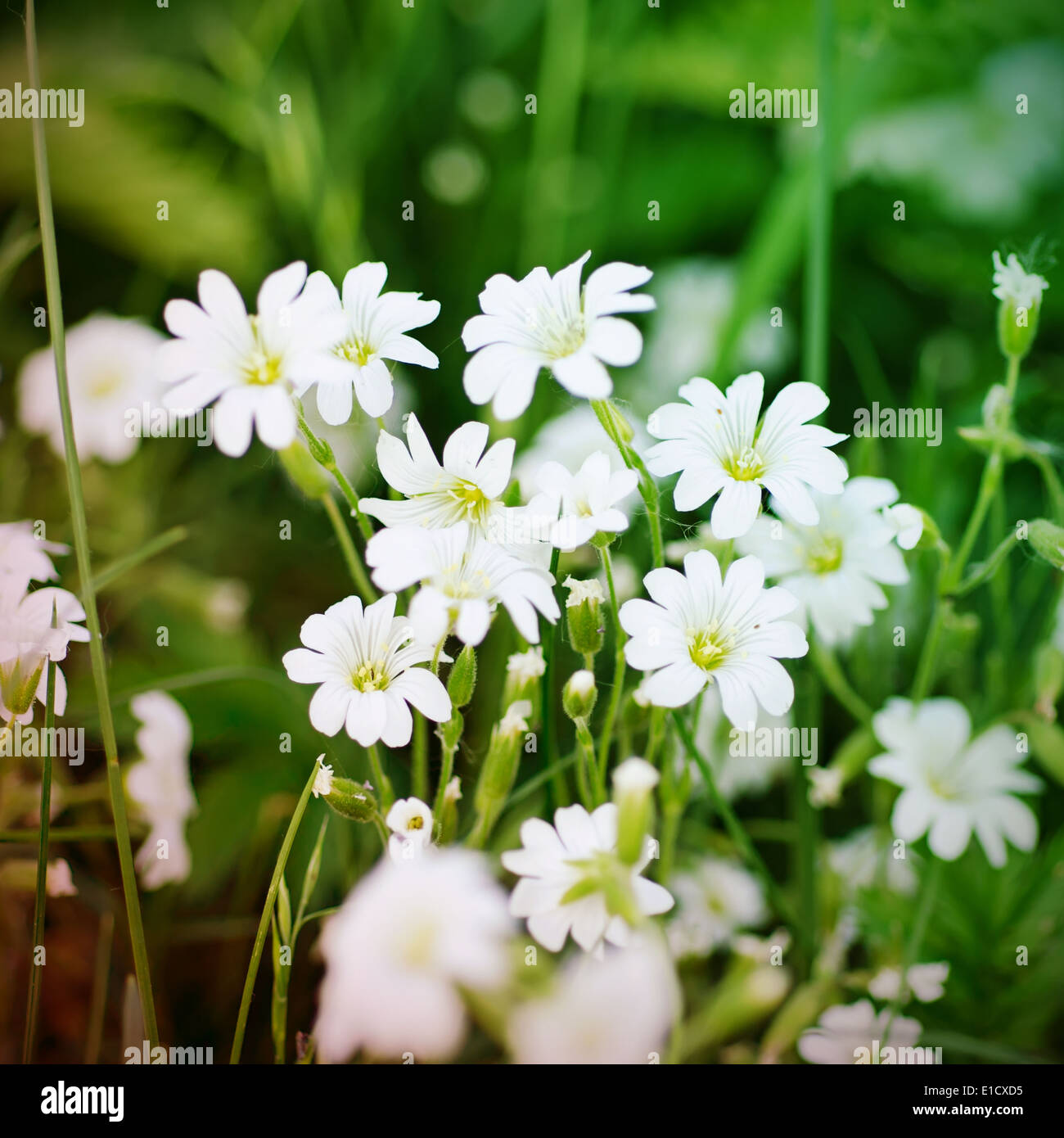 Spring white flowers Stock Photo - Alamy