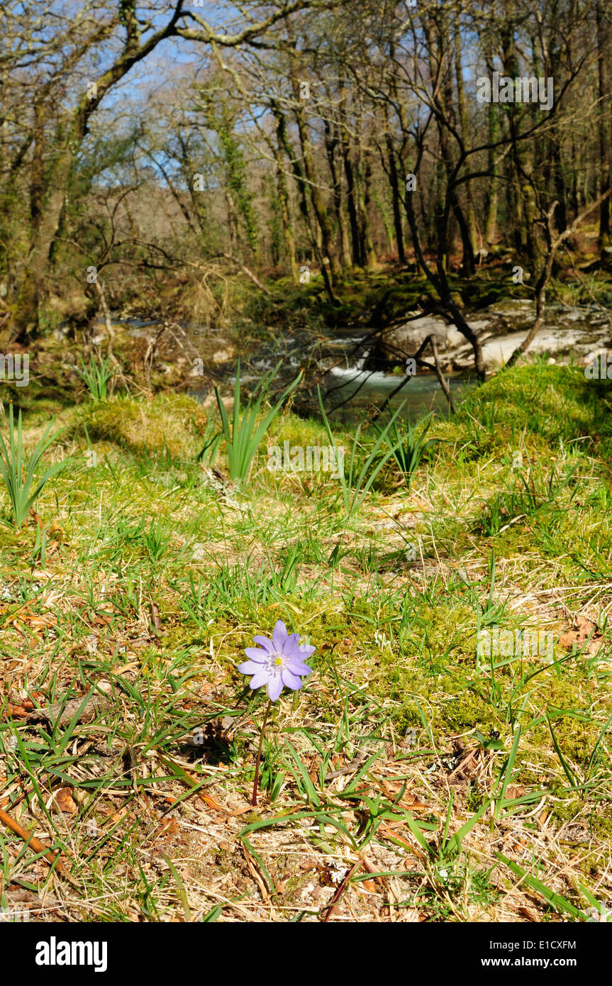 Three-leaved Wood Anemone (Anemone trifolia Stock Photo - Alamy