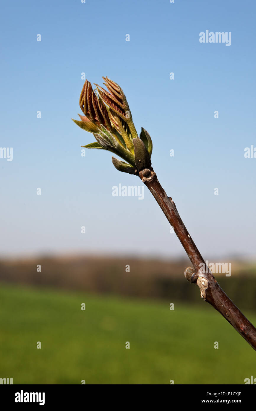 Fresh bud in tree in the spring spring awakening hi-res stock ...