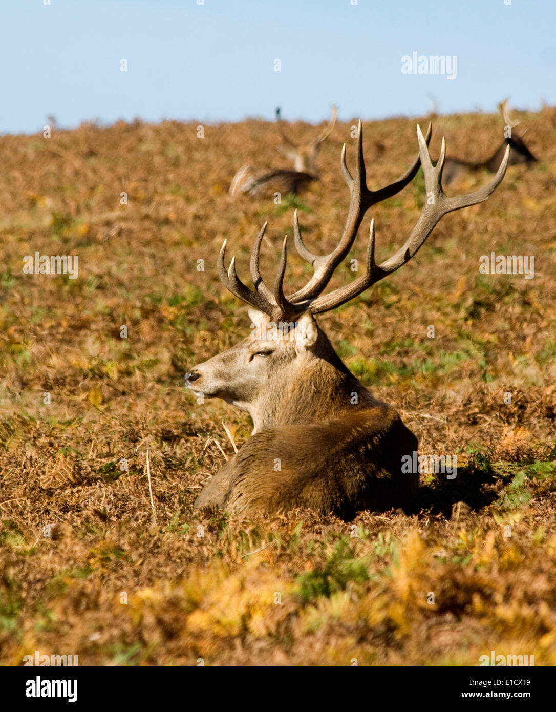 6 point deer hi-res stock photography and images - Alamy