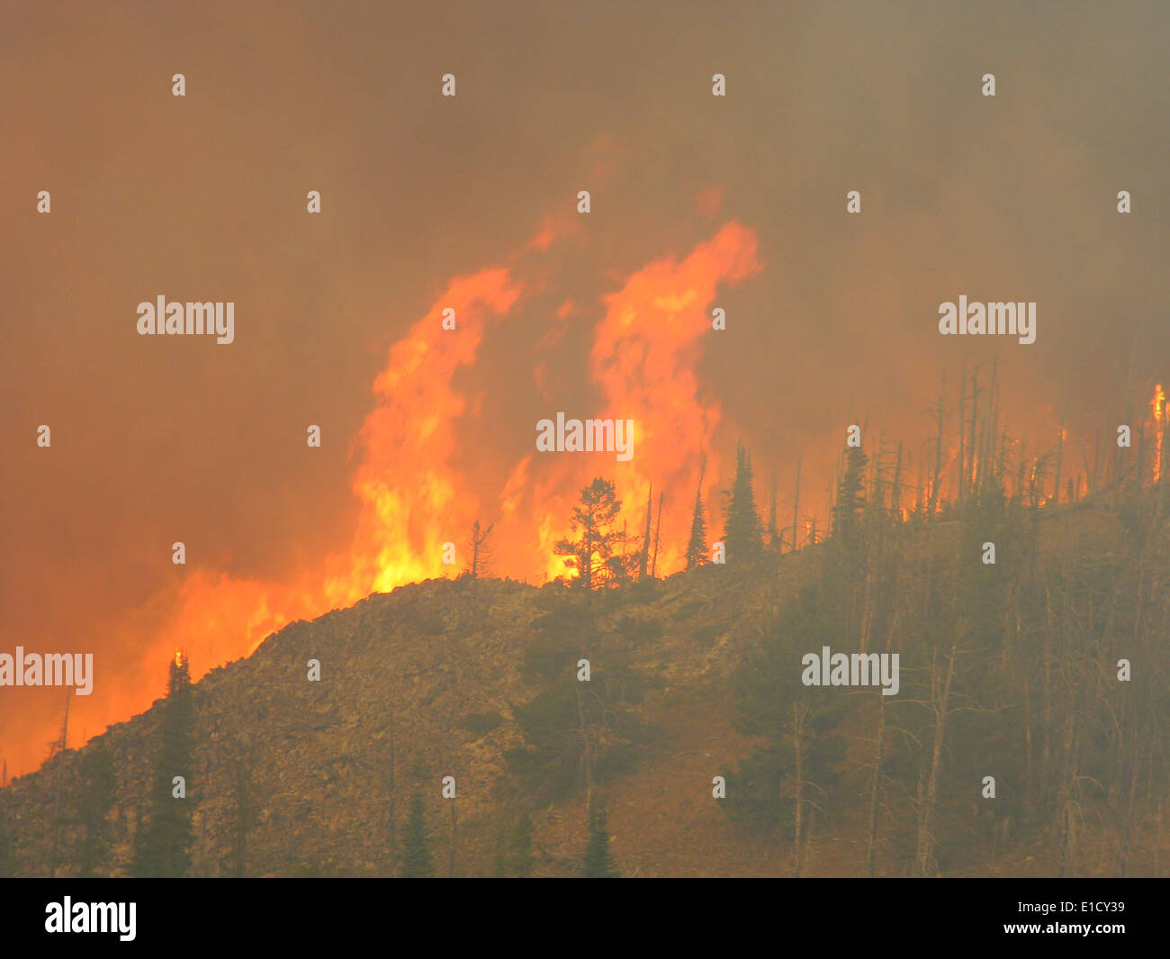 The Up Top Fire 41 Complex Fires, located in the Bitterroot National ...