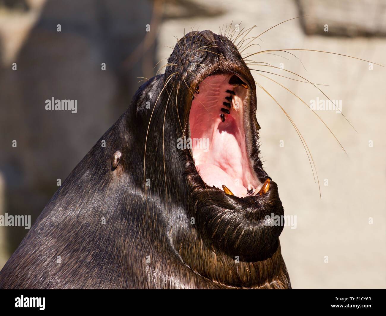 Tired sea lion yawning Stock Photo - Alamy