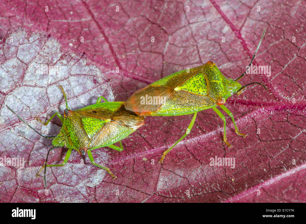 [Hawthorn Shieldbug] [Acanthosoma haemorrhoidale] Pair mating. Sussex ...