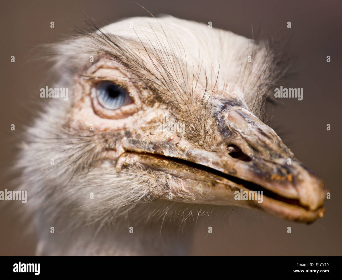 Male rhea hi-res stock photography and images - Alamy