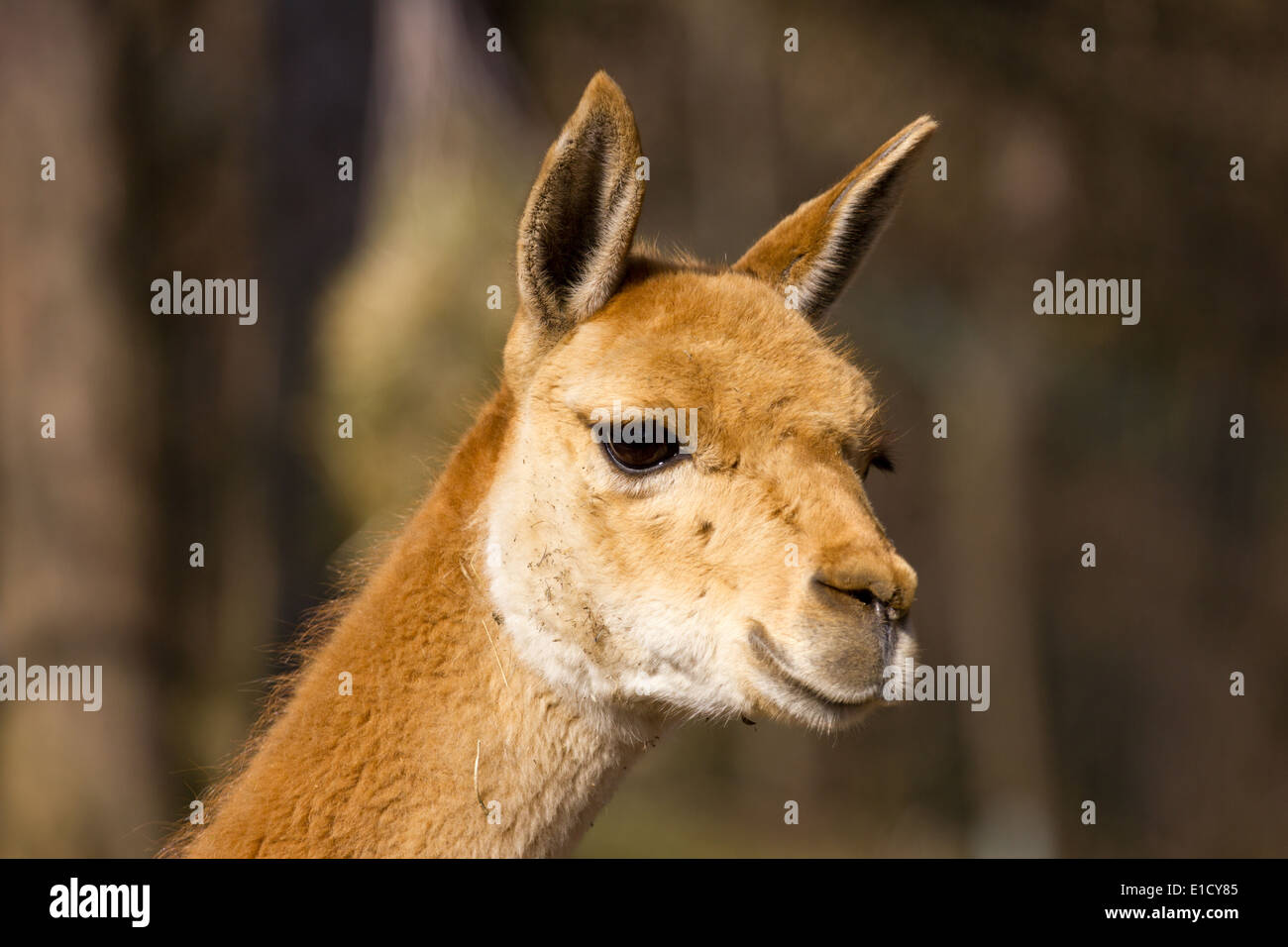 Vicuna animal hi-res stock photography and images - Alamy