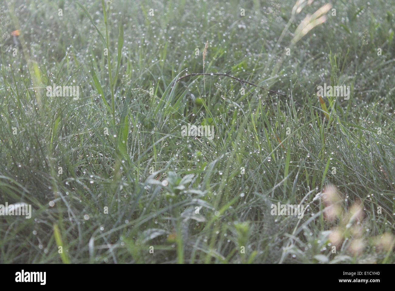 shining in morning sun light field covering crystal dew Stock Photo - Alamy
