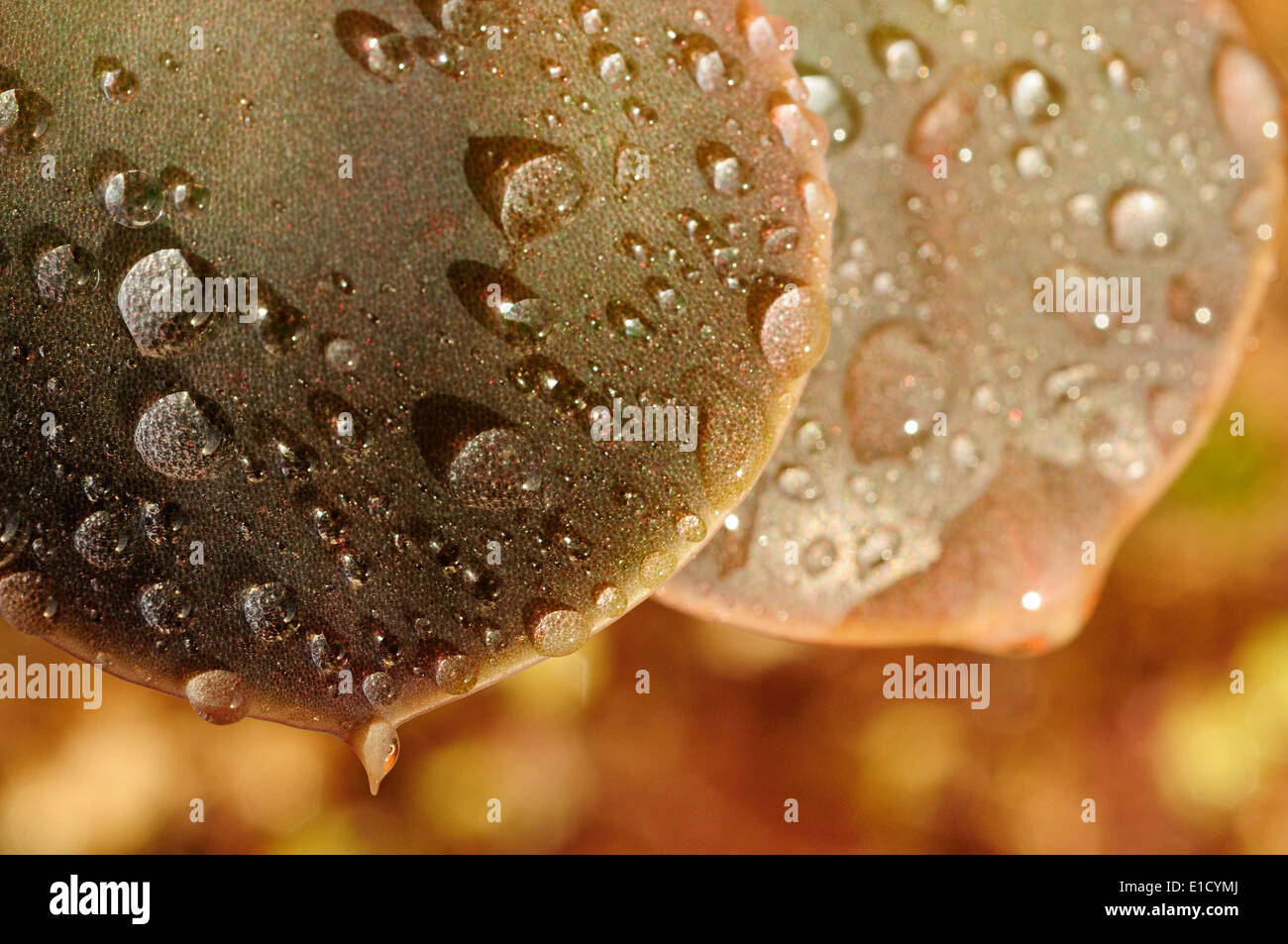 Fog drop hi-res stock photography and images - Alamy