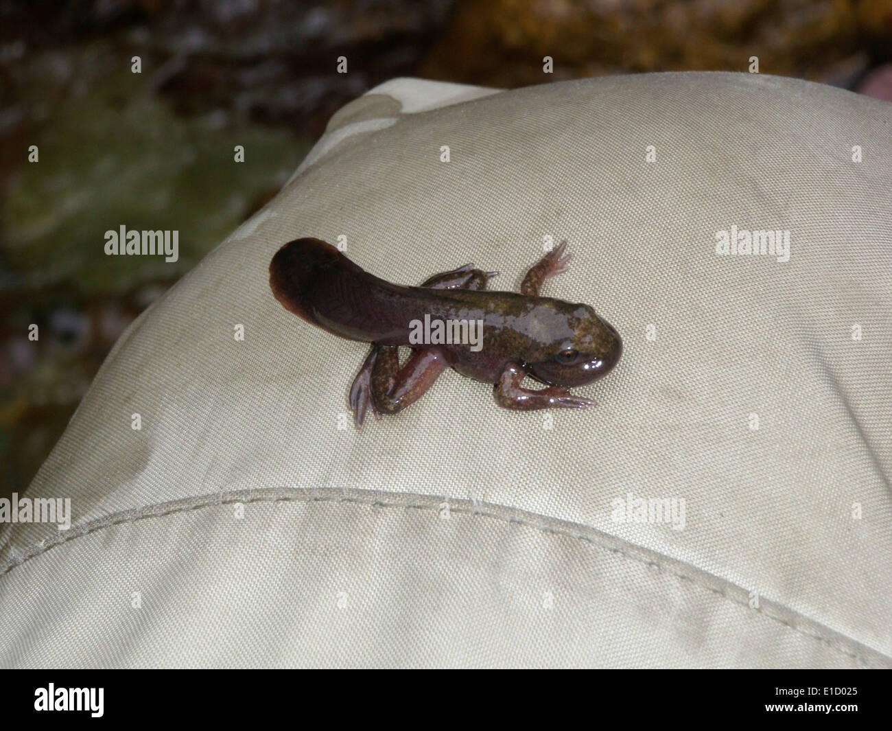 The tailed frog (Ascaphus montanus) inhabits the Flathead National ...