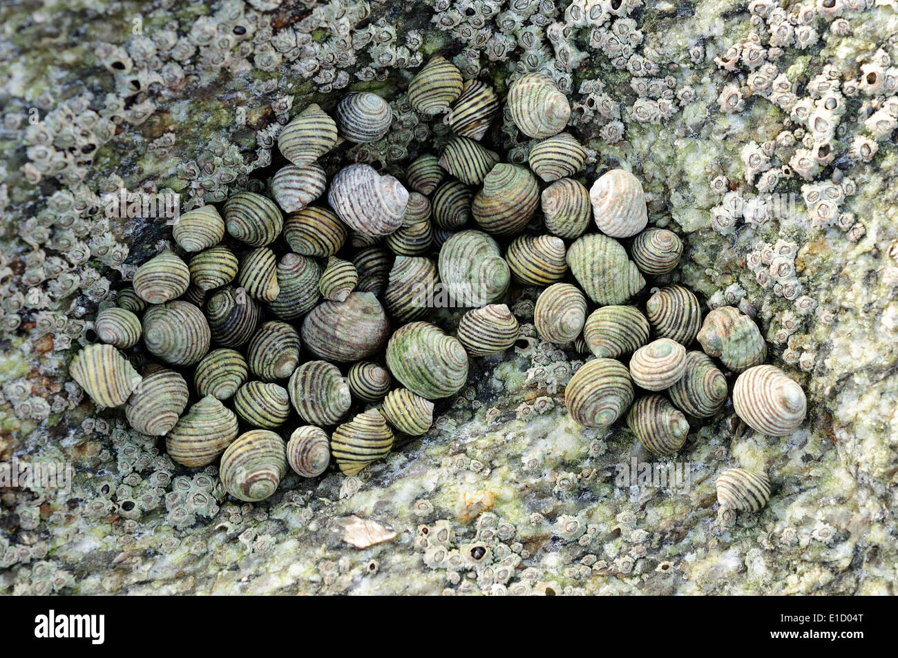 Group of marine winkles Stock Photo - Alamy