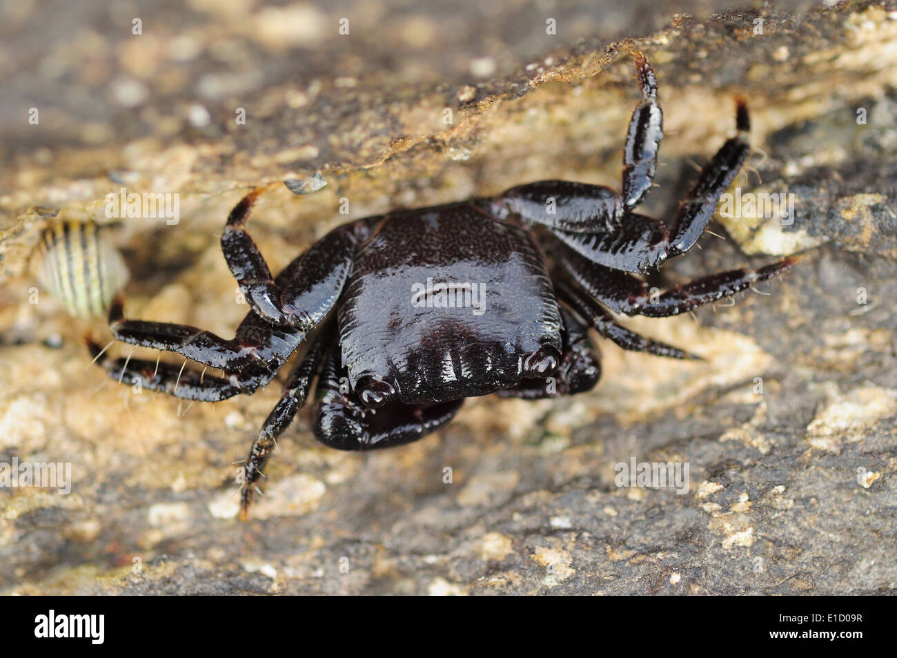 Crab shape hi-res stock photography and images - Alamy
