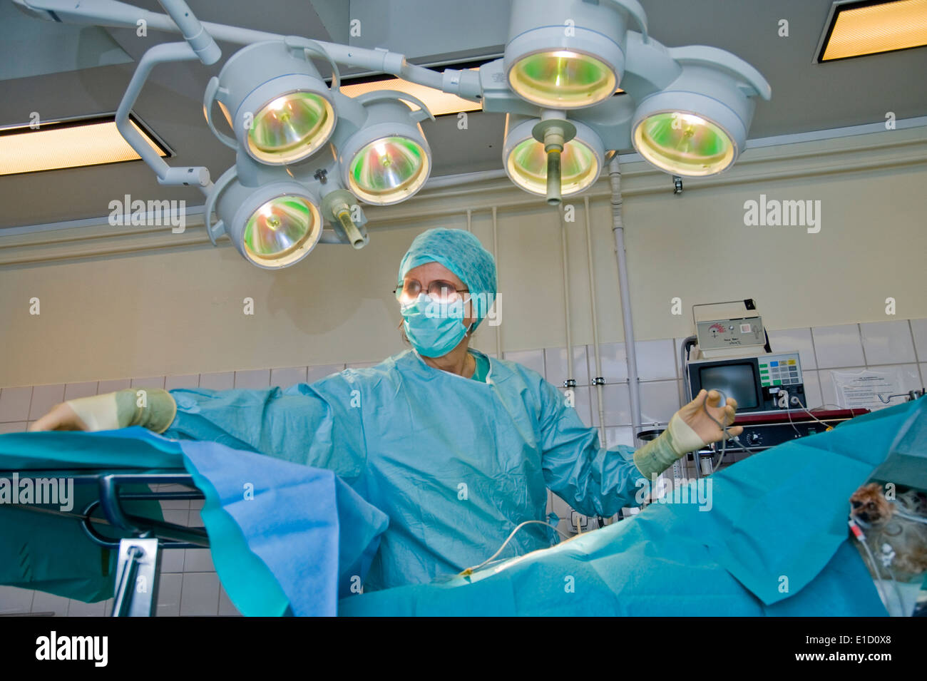 Veterinary surgeon operating on dog Stock Photo - Alamy