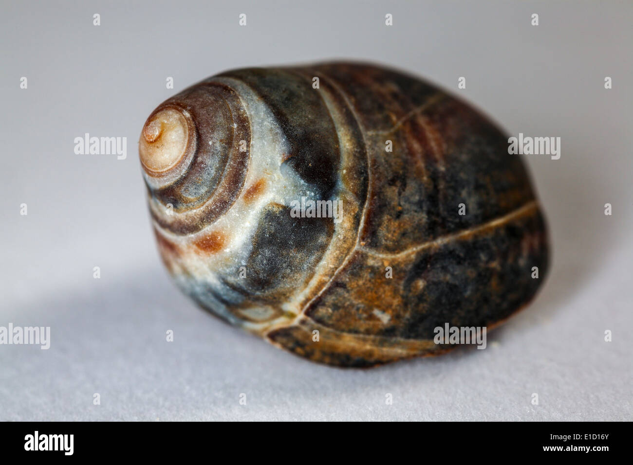 Close up of a shell on a plain background with room for copy Stock ...