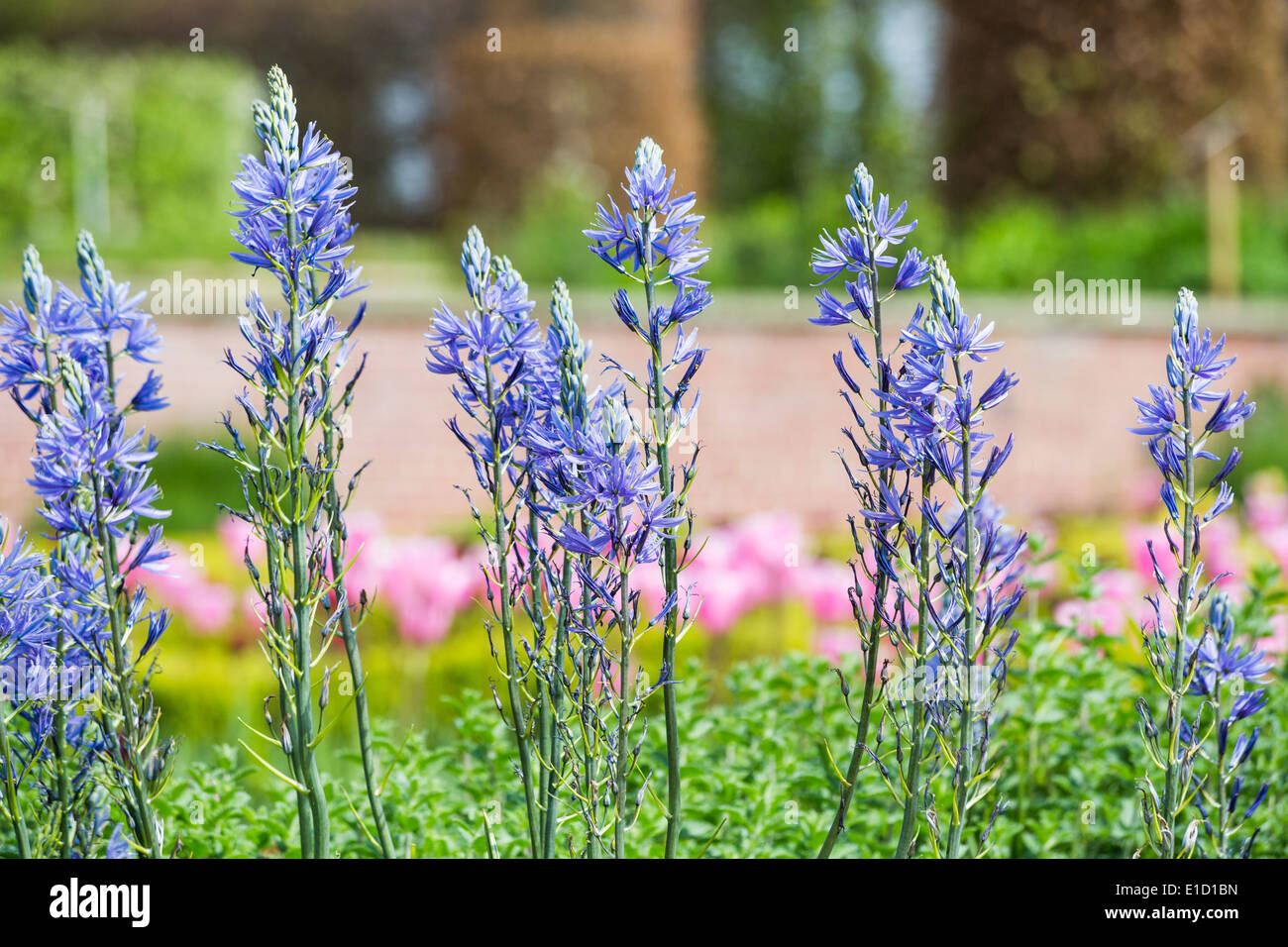 Blue Camassia quamash, growing at Broughton Grange, Oxfordshire, UK ...