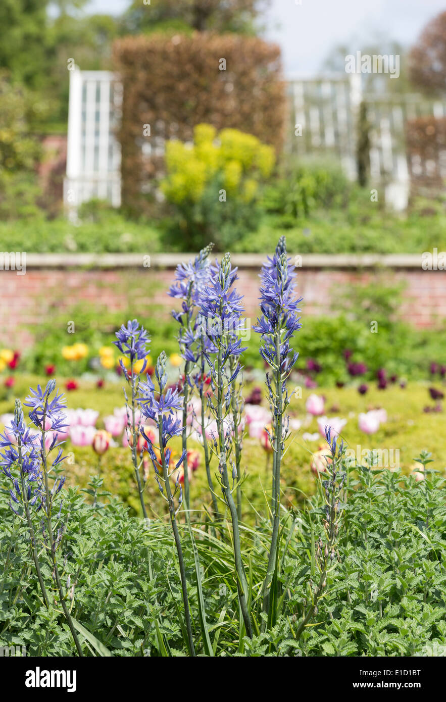 Blue Camassia quamash, growing at Broughton Grange, Oxfordshire, UK ...